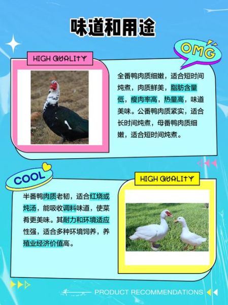 番鸭怎么养_番鸭和家鸭的区别-第3张图片-山城妙识 番鸭怎么养_番鸭和家鸭的区别-第3张图片-山城妙识