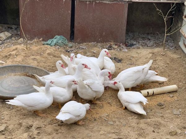 番鸭怎么养_番鸭和家鸭的区别-第2张图片-山城妙识 番鸭怎么养_番鸭和家鸭的区别-第2张图片-山城妙识