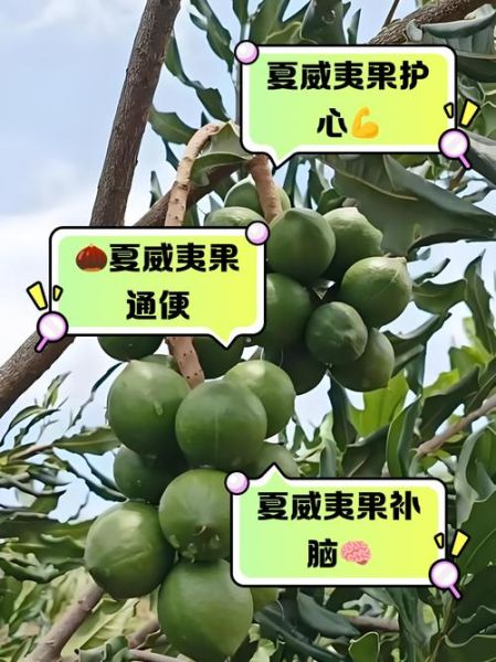 孕妇能吃夏威夷果吗_孕期吃夏威夷果的好处与禁忌-第1张图片-山城妙识 孕妇能吃夏威夷果吗_孕期吃夏威夷果的好处与禁忌-第1张图片-山城妙识