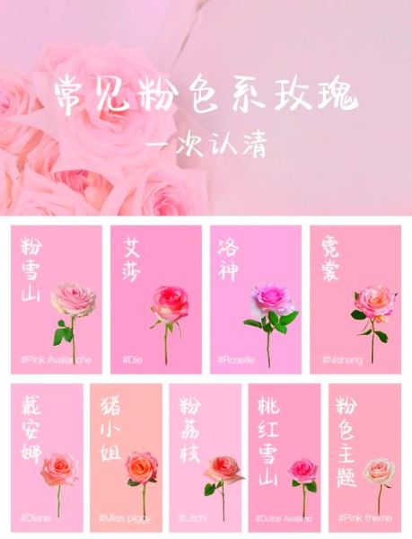 玫瑰花语大全_不同颜色代表什么-第1张图片-山城妙识 玫瑰花语大全_不同颜色代表什么-第1张图片-山城妙识