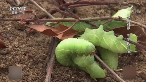 豆虫变成蛾子过程_豆虫变蛾子要多久-第1张图片-山城妙识 豆虫变成蛾子过程_豆虫变蛾子要多久-第1张图片-山城妙识