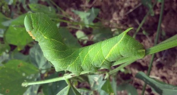 豆虫变成蛾子过程_豆虫变蛾子要多久-第3张图片-山城妙识 豆虫变成蛾子过程_豆虫变蛾子要多久-第3张图片-山城妙识