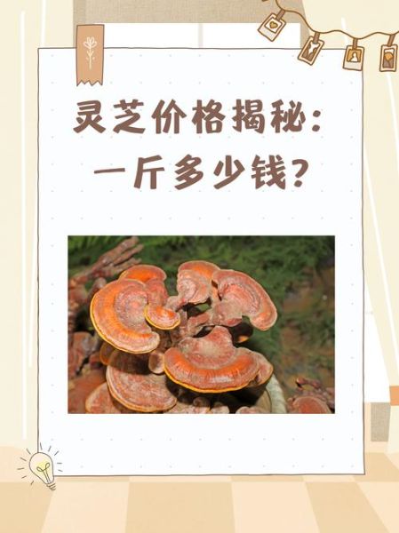 灵芝价格多少钱一斤干货_如何辨别真假-第1张图片-山城妙识 灵芝价格多少钱一斤干货_如何辨别真假-第1张图片-山城妙识