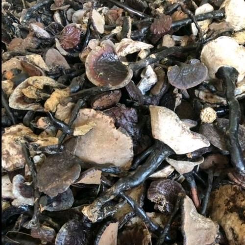 灵芝价格多少钱一斤干货_如何辨别真假-第2张图片-山城妙识 灵芝价格多少钱一斤干货_如何辨别真假-第2张图片-山城妙识