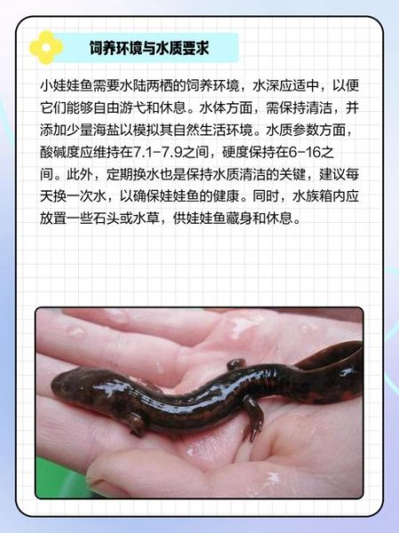 娃娃鱼吃什么_娃娃鱼食物清单-第1张图片-山城妙识 娃娃鱼吃什么_娃娃鱼食物清单-第1张图片-山城妙识