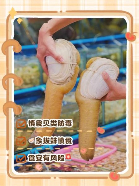 女人吃象拔蚌的功效与作用_女人吃象拔蚌有什么好处-第1张图片-山城妙识