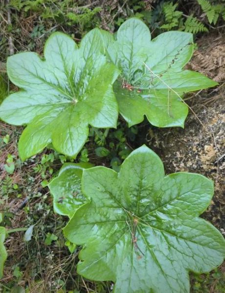 八角莲的功效与作用_八角莲如何种植-第3张图片-山城妙识