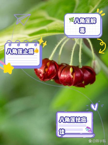 八角莲的功效与作用_八角莲如何种植-第2张图片-山城妙识