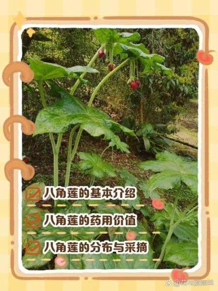 八角莲的功效与作用_八角莲如何种植-第1张图片-山城妙识
