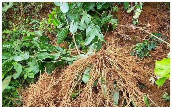 牛尾菜的功效与作用_牛尾菜怎么吃最好-第1张图片-山城妙识