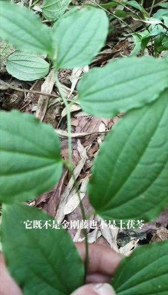 牛尾菜的功效与作用_牛尾菜怎么吃最好-第2张图片-山城妙识