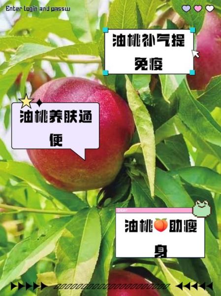 油桃的营养价值及功效与作用_油桃吃了会上火吗-第1张图片-山城妙识