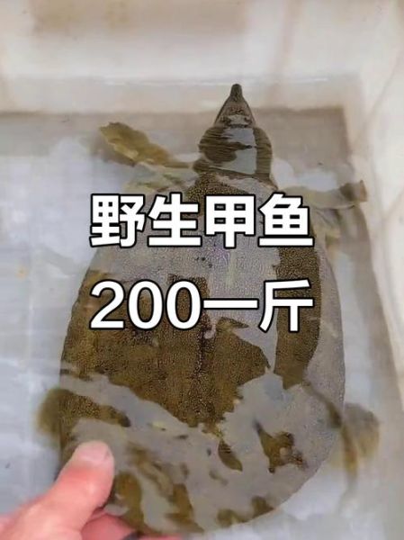 甲鱼市场价多少钱一斤_野生甲鱼价格行情-第1张图片-山城妙识