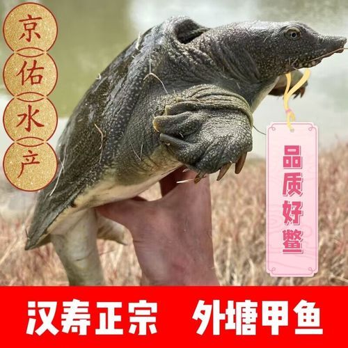 甲鱼市场价多少钱一斤_野生甲鱼价格行情-第3张图片-山城妙识
