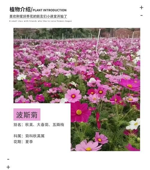 格桑花和波斯菊的区别_哪个更好养-第1张图片-山城妙识