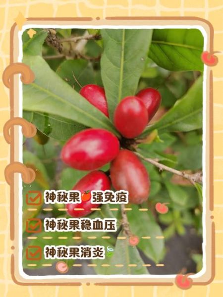 神秘果的副作用有哪些_神秘果的危害-第1张图片-山城妙识