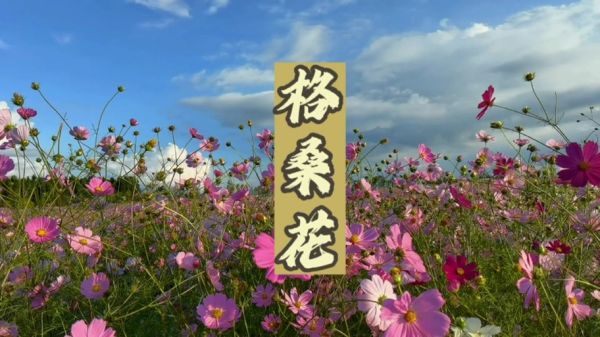 格桑花和波斯菊的区别_哪个更好养-第2张图片-山城妙识