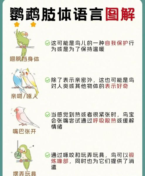 牡丹鹦鹉怎么养_牡丹鹦鹉吃什么食物-第2张图片-山城妙识 牡丹鹦鹉怎么养_牡丹鹦鹉吃什么食物-第2张图片-山城妙识