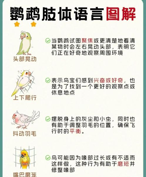 牡丹鹦鹉怎么养_牡丹鹦鹉吃什么食物-第1张图片-山城妙识 牡丹鹦鹉怎么养_牡丹鹦鹉吃什么食物-第1张图片-山城妙识