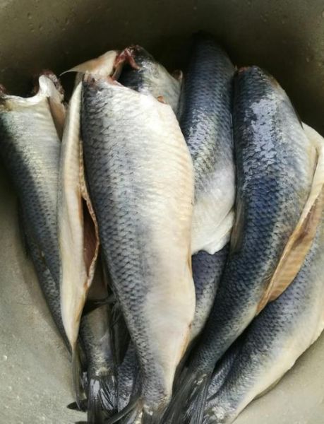 茄汁青鱼高压锅多久_高压锅做茄汁青鱼不腥窍门-第1张图片-山城妙识