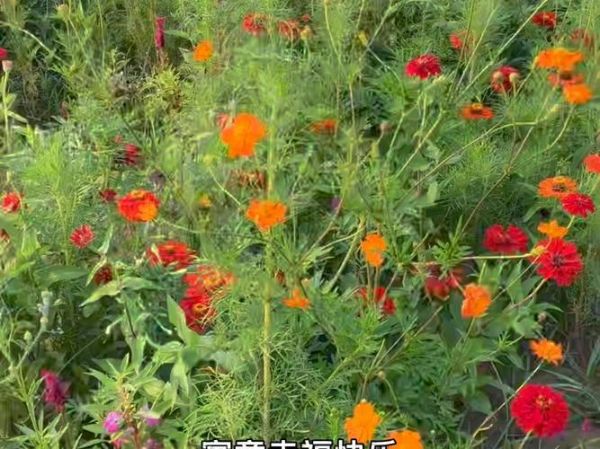 格桑花和波斯菊的区别_哪个更好养-第3张图片-山城妙识