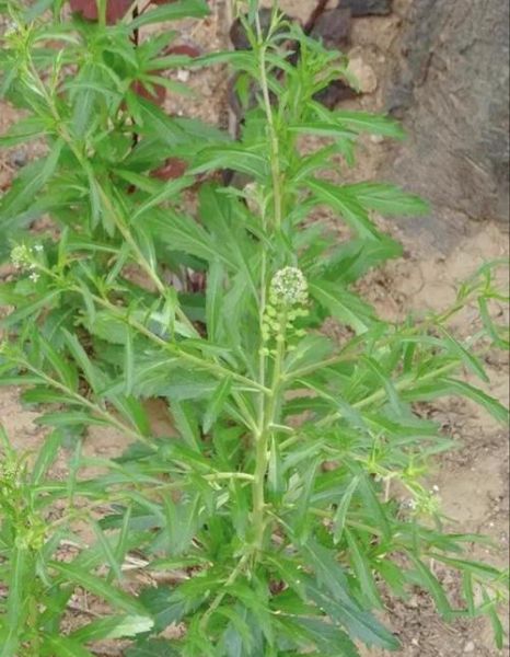 独行菜能吃吗_独行菜怎么吃安全-第1张图片-山城妙识