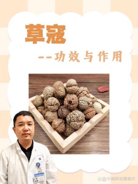 草寇仁别名是什么_草寇仁与草豆蔻区别-第1张图片-山城妙识