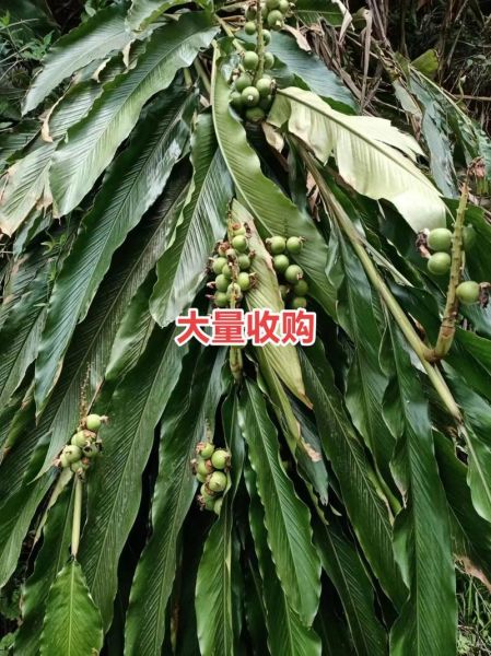 草寇仁别名是什么_草寇仁与草豆蔻区别-第3张图片-山城妙识