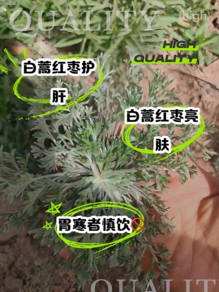 白蒿水禁忌人群有哪些_哪些人不能喝白蒿水-第1张图片-山城妙识 白蒿水禁忌人群有哪些_哪些人不能喝白蒿水-第1张图片-山城妙识