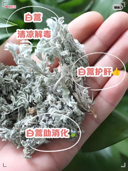 白蒿水禁忌人群有哪些_哪些人不能喝白蒿水-第3张图片-山城妙识 白蒿水禁忌人群有哪些_哪些人不能喝白蒿水-第3张图片-山城妙识
