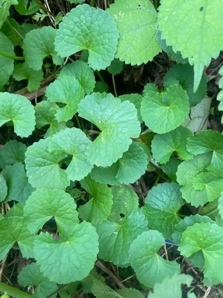 雷公根的功效与作用_雷公根怎么吃效果最好-第3张图片-山城妙识 雷公根的功效与作用_雷公根怎么吃效果最好-第3张图片-山城妙识