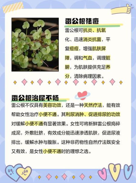 雷公根的功效与作用_雷公根怎么吃效果最好-第1张图片-山城妙识 雷公根的功效与作用_雷公根怎么吃效果最好-第1张图片-山城妙识