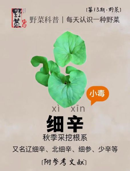 细辛的功效与作用及副作用_细辛用量多少克会中毒-第2张图片-山城妙识