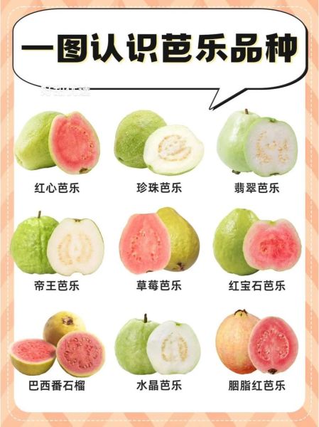 吃番石榴能减肥吗_番石榴的功效与作用有哪些-第2张图片-山城妙识 吃番石榴能减肥吗_番石榴的功效与作用有哪些-第2张图片-山城妙识