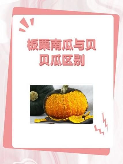 贝贝南瓜和板栗南瓜有什么区别_哪个更好吃-第1张图片-山城妙识