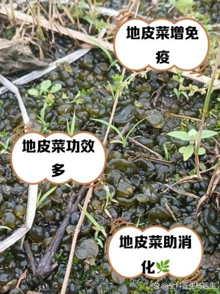 地皮菜泡久了有毒吗_地皮菜泡多久安全-第2张图片-山城妙识 地皮菜泡久了有毒吗_地皮菜泡多久安全-第2张图片-山城妙识