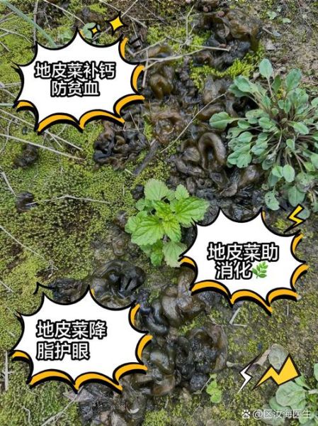 地皮菜泡久了有毒吗_地皮菜泡多久安全-第1张图片-山城妙识 地皮菜泡久了有毒吗_地皮菜泡多久安全-第1张图片-山城妙识