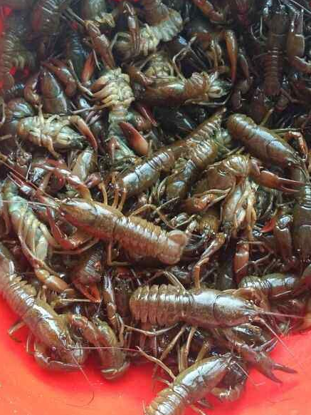 喇蛄是什么_喇蛄和小龙虾区别-第1张图片-山城妙识 喇蛄是什么_喇蛄和小龙虾区别-第1张图片-山城妙识