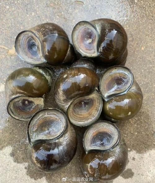田螺图片大全大图_如何挑选高清田螺图-第2张图片-山城妙识 田螺图片大全大图_如何挑选高清田螺图-第2张图片-山城妙识