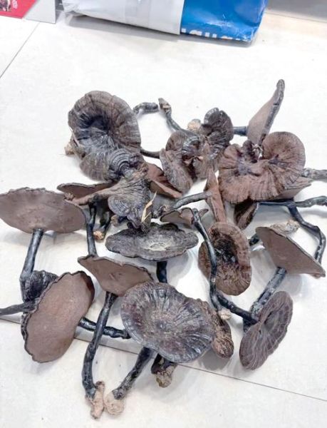 灵芝的种类有哪些_灵芝图片大全怎么辨认-第2张图片-山城妙识