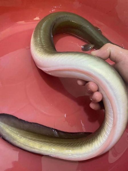 人鳗图片是什么_人鳗图片真实存在吗-第2张图片-山城妙识 人鳗图片是什么_人鳗图片真实存在吗-第2张图片-山城妙识