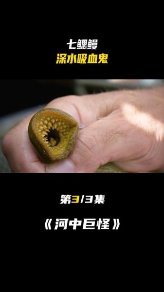 人鳗图片是什么_人鳗图片真实存在吗-第1张图片-山城妙识 人鳗图片是什么_人鳗图片真实存在吗-第1张图片-山城妙识