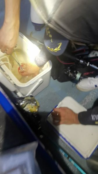 人鳗图片是什么_人鳗图片真实存在吗-第3张图片-山城妙识 人鳗图片是什么_人鳗图片真实存在吗-第3张图片-山城妙识