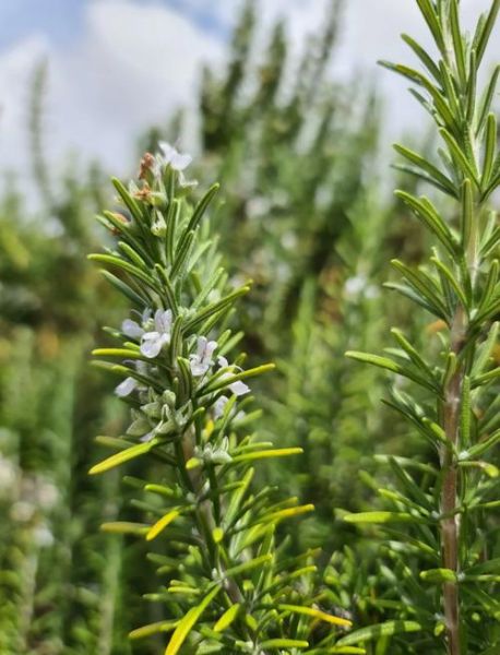迷迭香的味道像什么_迷迭香闻起来是什么味-第3张图片-山城妙识 迷迭香的味道像什么_迷迭香闻起来是什么味-第3张图片-山城妙识