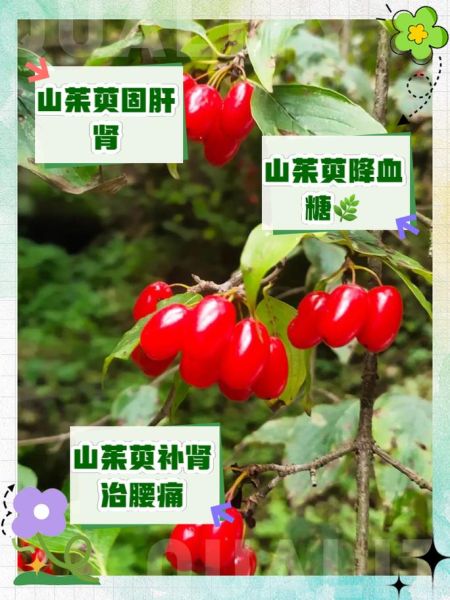 山萸的功效与作用_山萸肉怎么吃效果最好-第1张图片-山城妙识 山萸的功效与作用_山萸肉怎么吃效果最好-第1张图片-山城妙识
