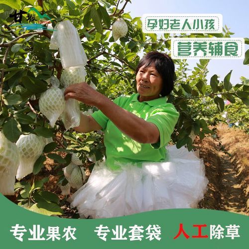 番石榴图片_番石榴怎么挑选-第1张图片-山城妙识