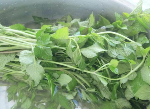 野水芹菜降血压吗_野水芹菜怎么吃最好-第1张图片-山城妙识