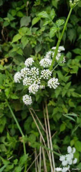 野水芹菜降血压吗_野水芹菜怎么吃最好-第2张图片-山城妙识