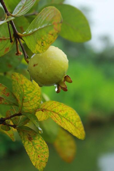 白果什么时候成熟_白果几月份采摘-第1张图片-山城妙识 白果什么时候成熟_白果几月份采摘-第1张图片-山城妙识