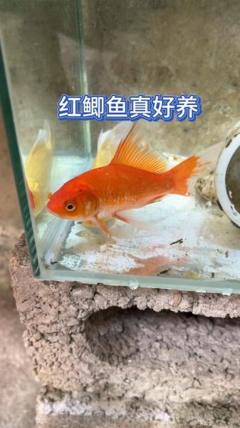 红鲫鱼怎么养_红鲫鱼能长多大-第1张图片-山城妙识 红鲫鱼怎么养_红鲫鱼能长多大-第1张图片-山城妙识